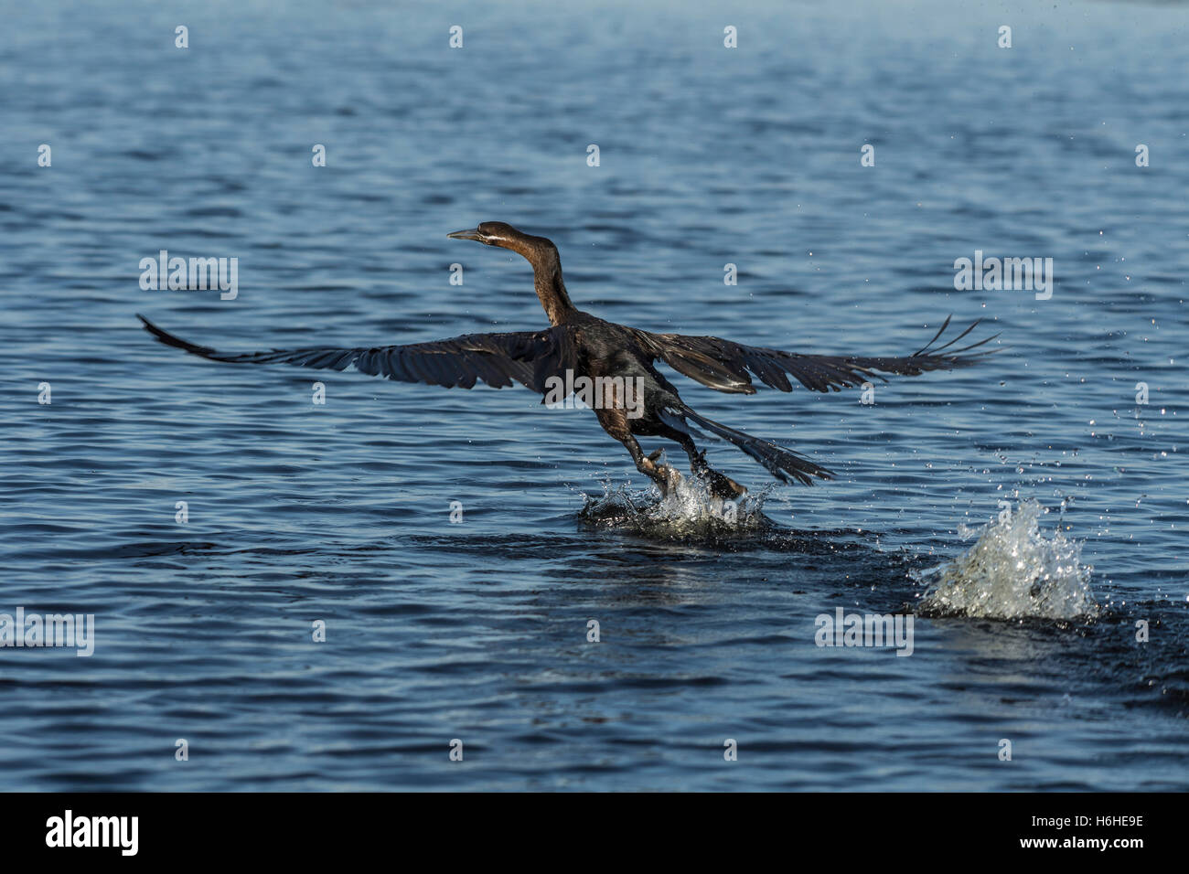 African Darter (Anhinga rufa) starts from the water, Moremi Game ...
