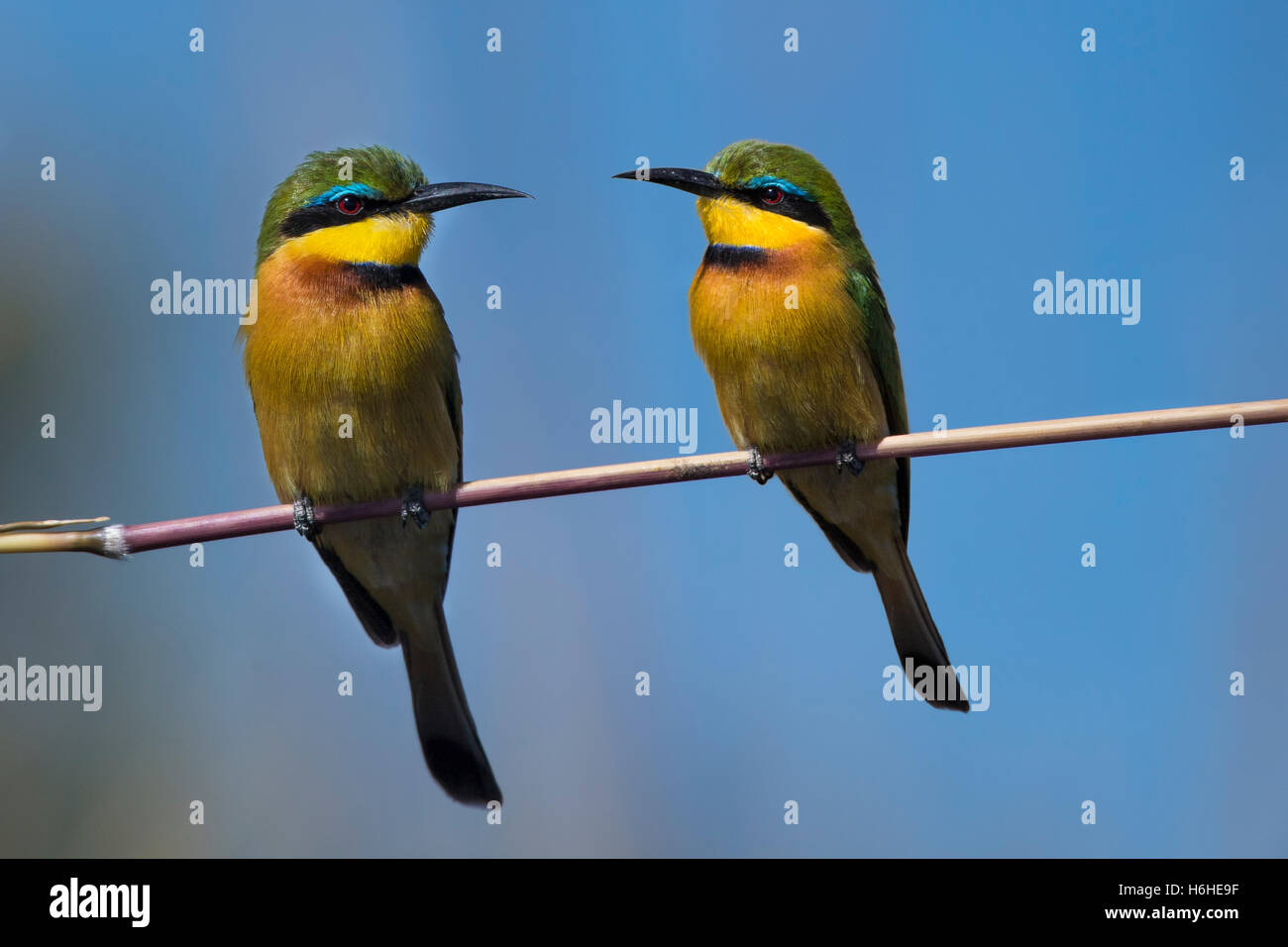 Little Bee-eater (Merops pusillus) sitting on blade, Moremi Game ...