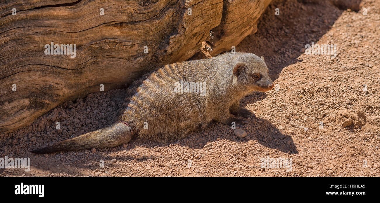 Mongoose body hi-res stock photography and images - Alamy