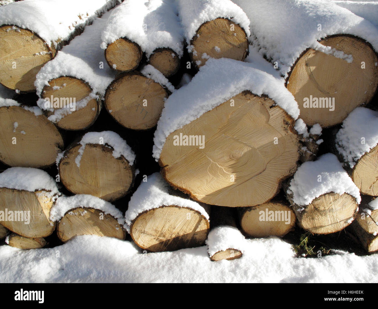 Spruce wood in winter Stock Photo - Alamy