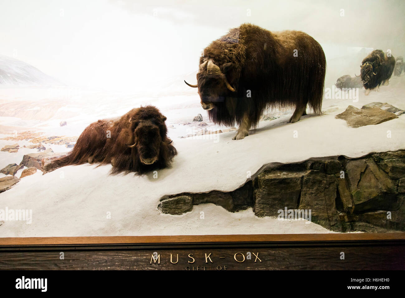New-York, USA - NOV 19: Taxidermies of Musk Ox on display in the ...