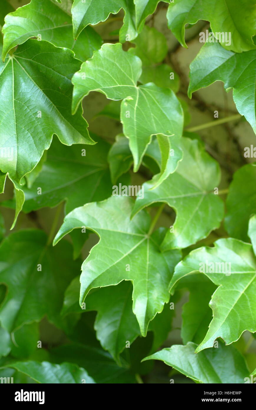Commonly called ivy hi-res stock photography and images - Alamy