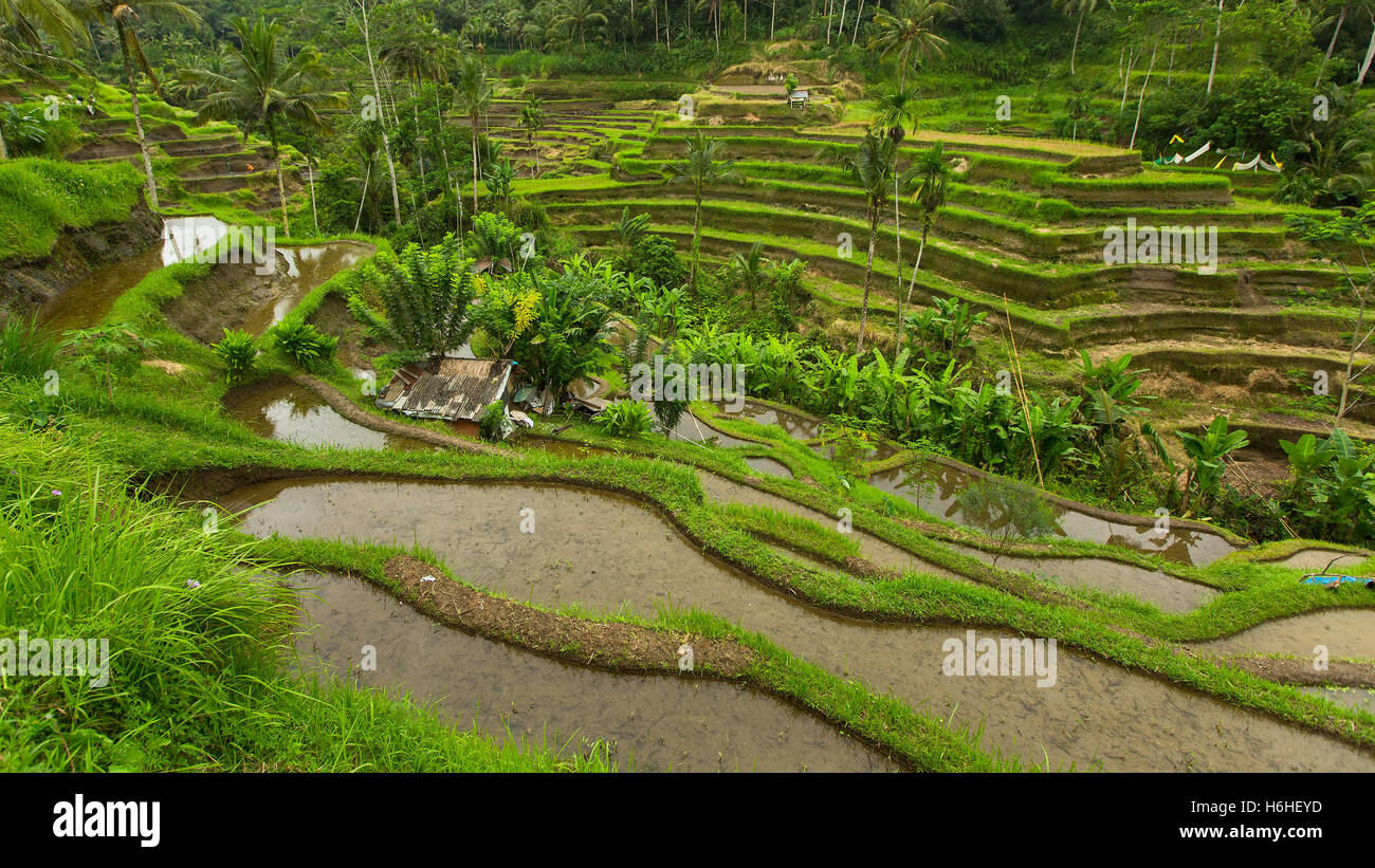Rice terrace field ubud bali hi-res stock photography and images - Alamy