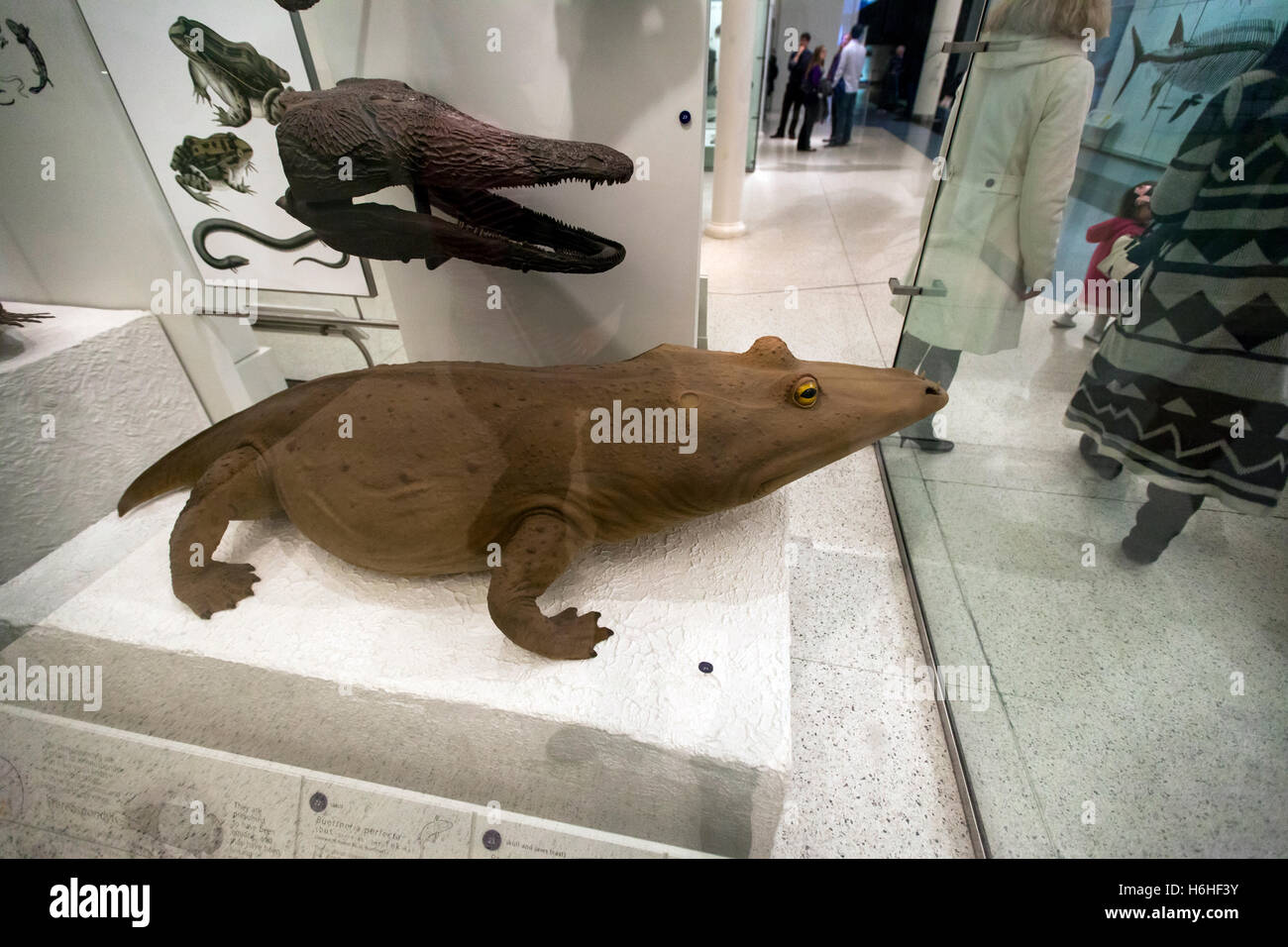 New-York, USA - NOV 19: The display in Vertebrate Origins Hall in the ...