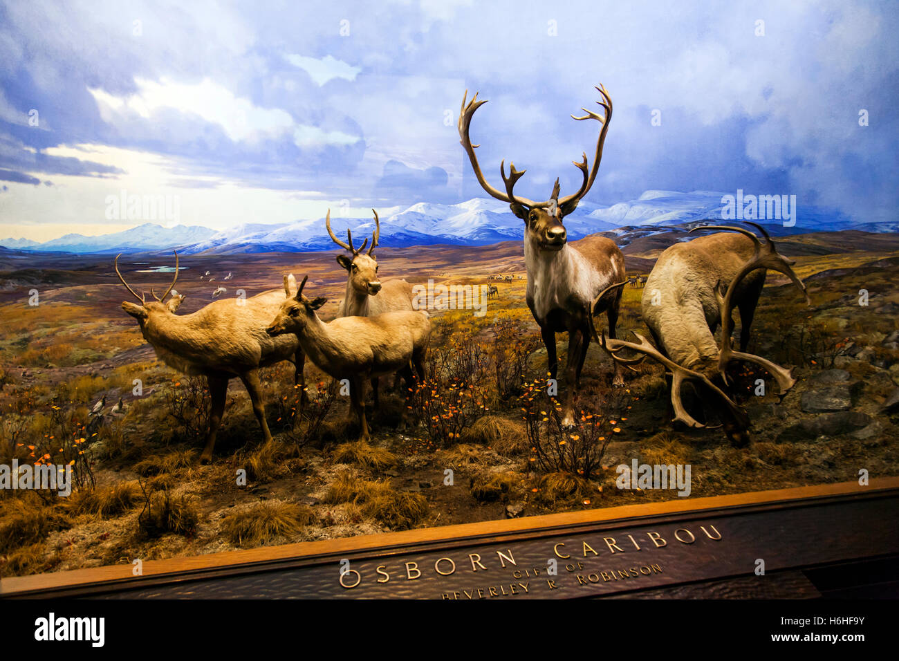 New-York, USA - NOV 19: Taxidermies of Osborn Caribou on display in the ...