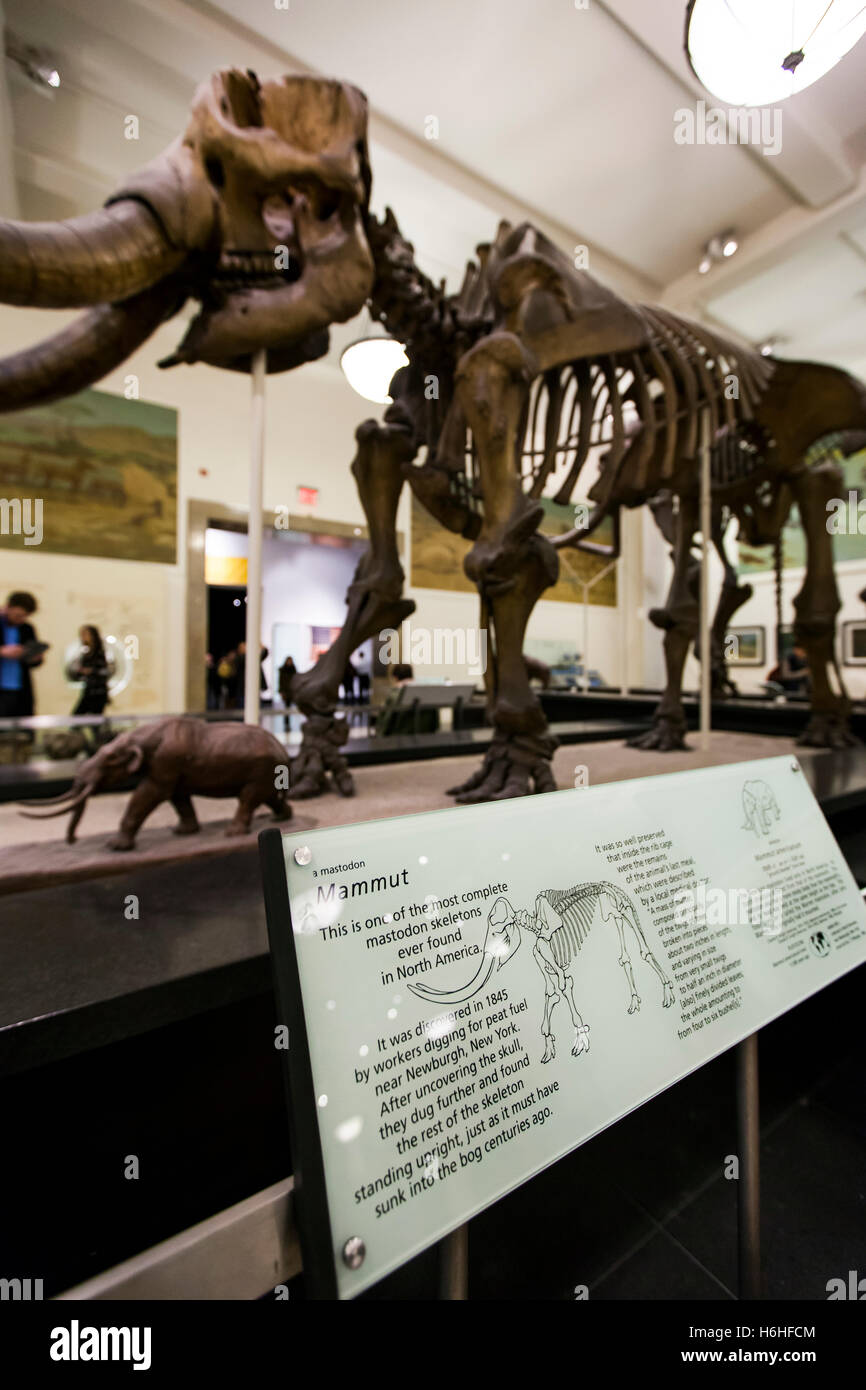 New-York, USA - NOV 19: The display in Vertebrate Origins Hall in the ...