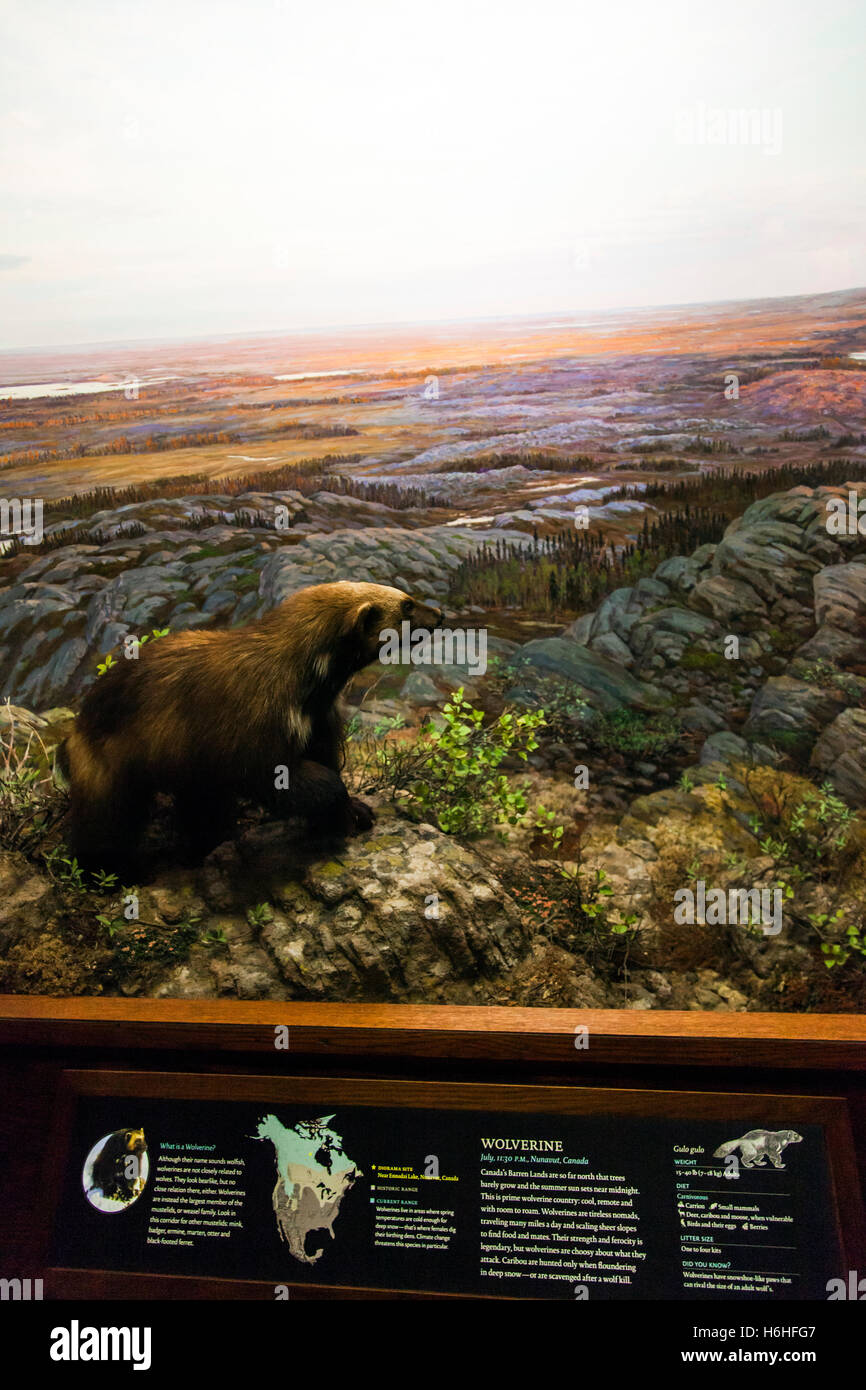 New-York, USA - NOV 19: Taxidermy of a Wolverine on display in the ...