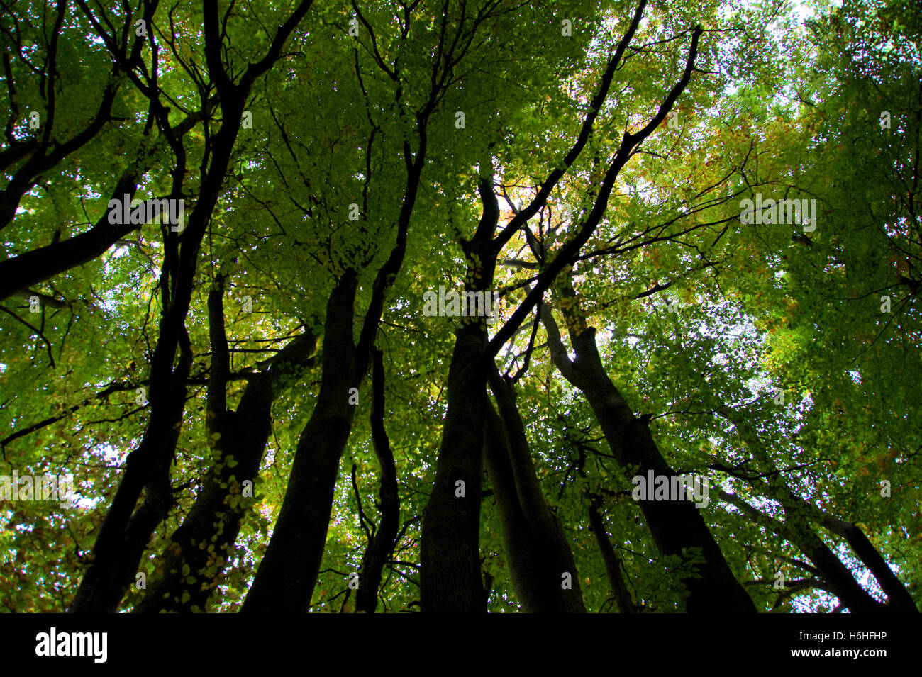 Trees looking up leaves hi-res stock photography and images - Alamy