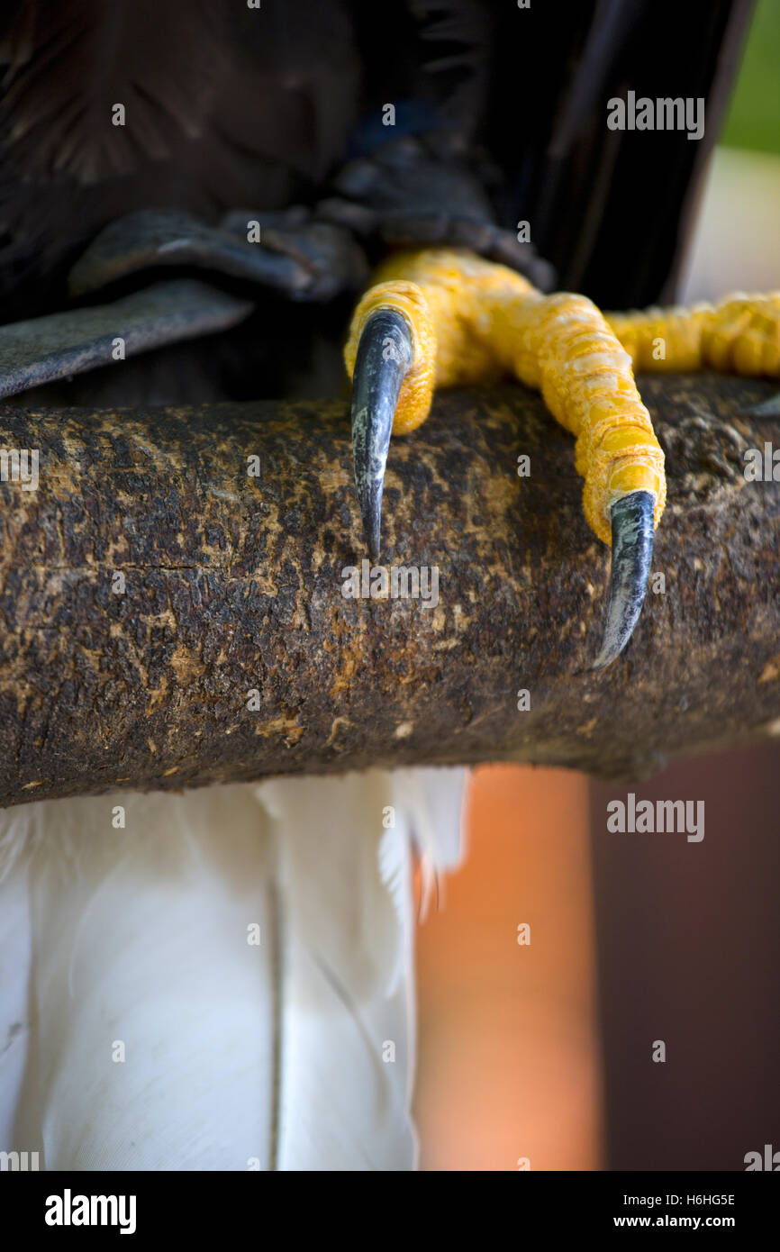 Legs and claws of an eagle hi-res stock photography and images - Alamy