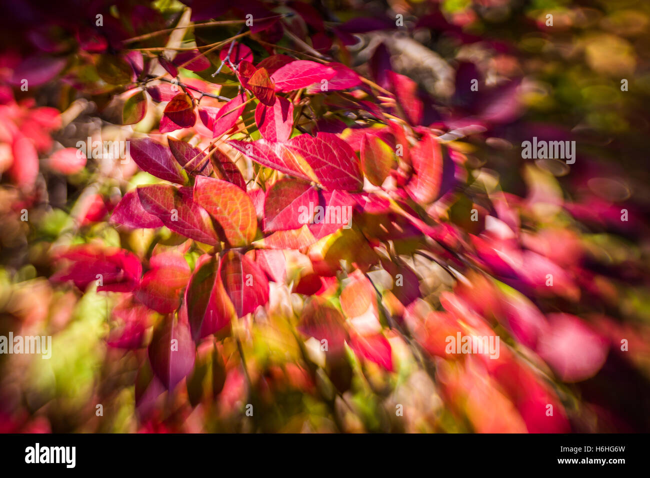 The fall is a beautiful season. The leaves change their colors and the ...