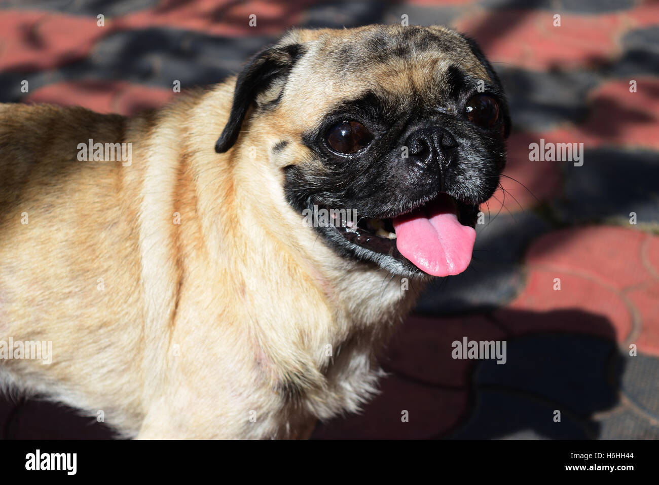 Pug funny face expression pug closeup Stock Photo - Alamy