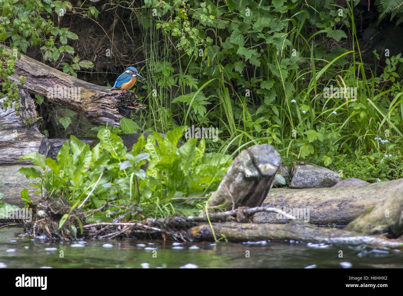 The common kingfisher Stock Photo - Alamy