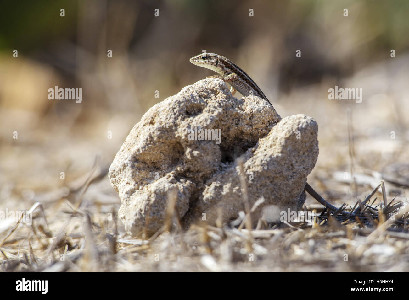The Troodos Lizard, (Phoenicolacerta troodica Stock Photo - Alamy