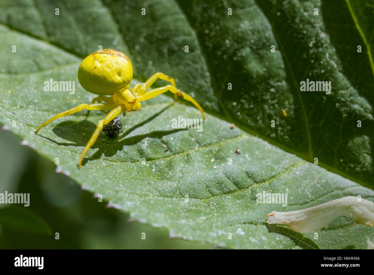 The Yellow Crab Spider Stock Photo - Alamy