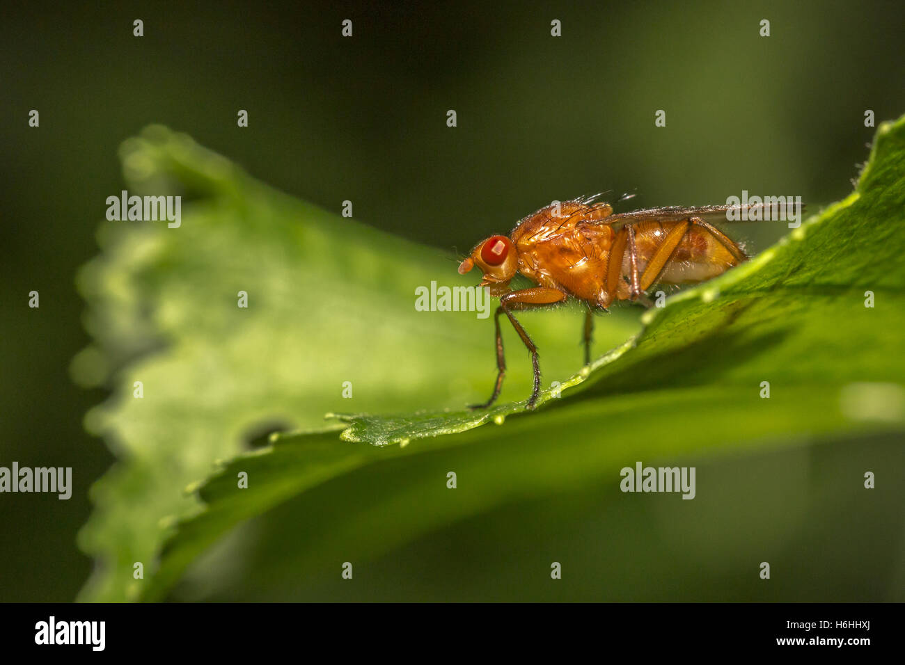 Portrait of a fly Stock Photo - Alamy