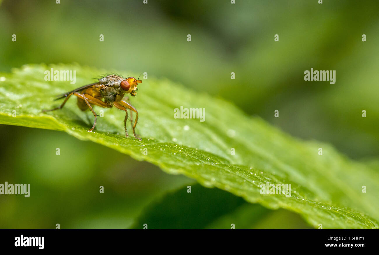 Portrait of a fly Stock Photo - Alamy