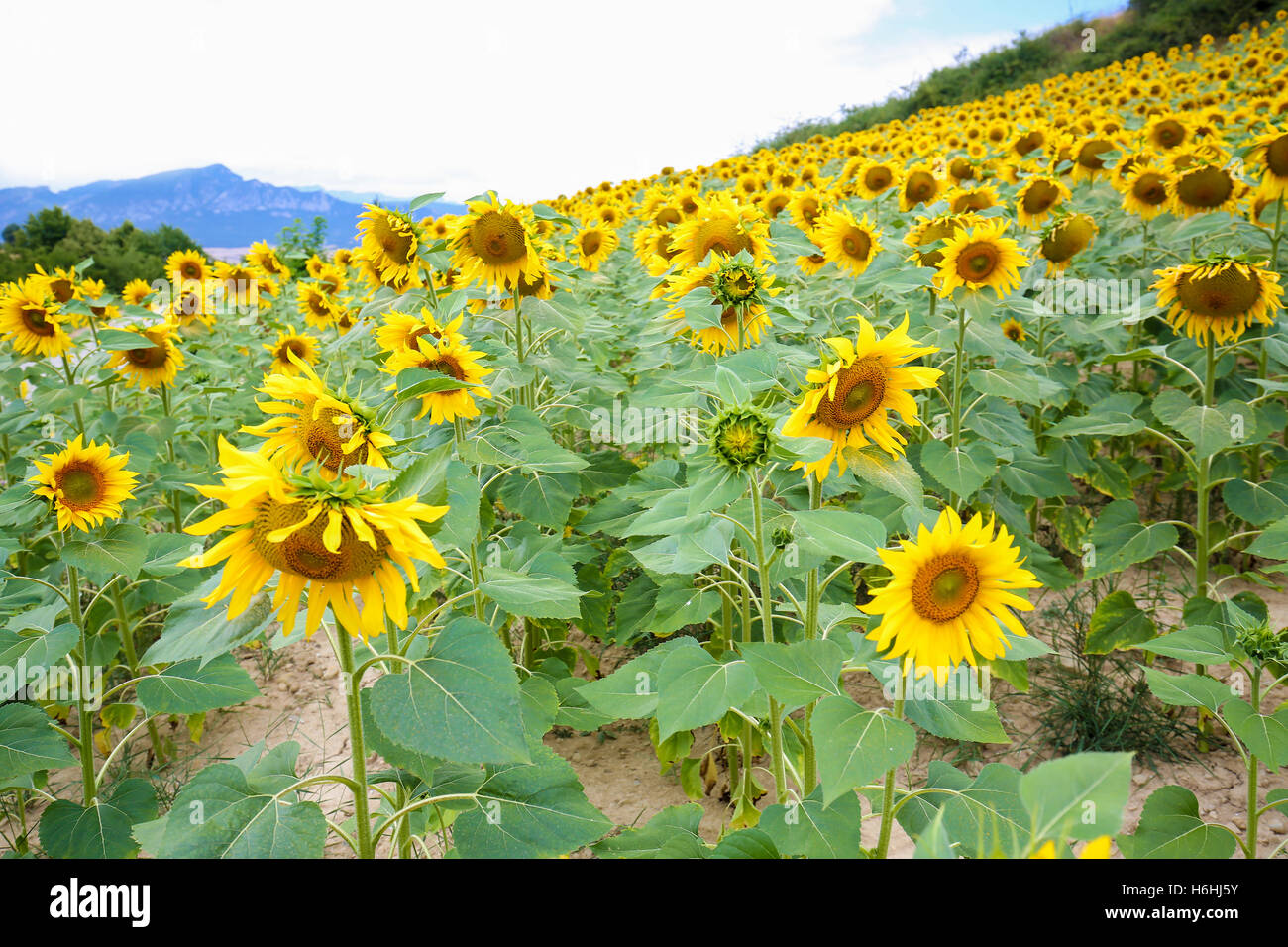 Beautiful sunflower landscape in Gesaltza Anana, Basque Region, Spain ...