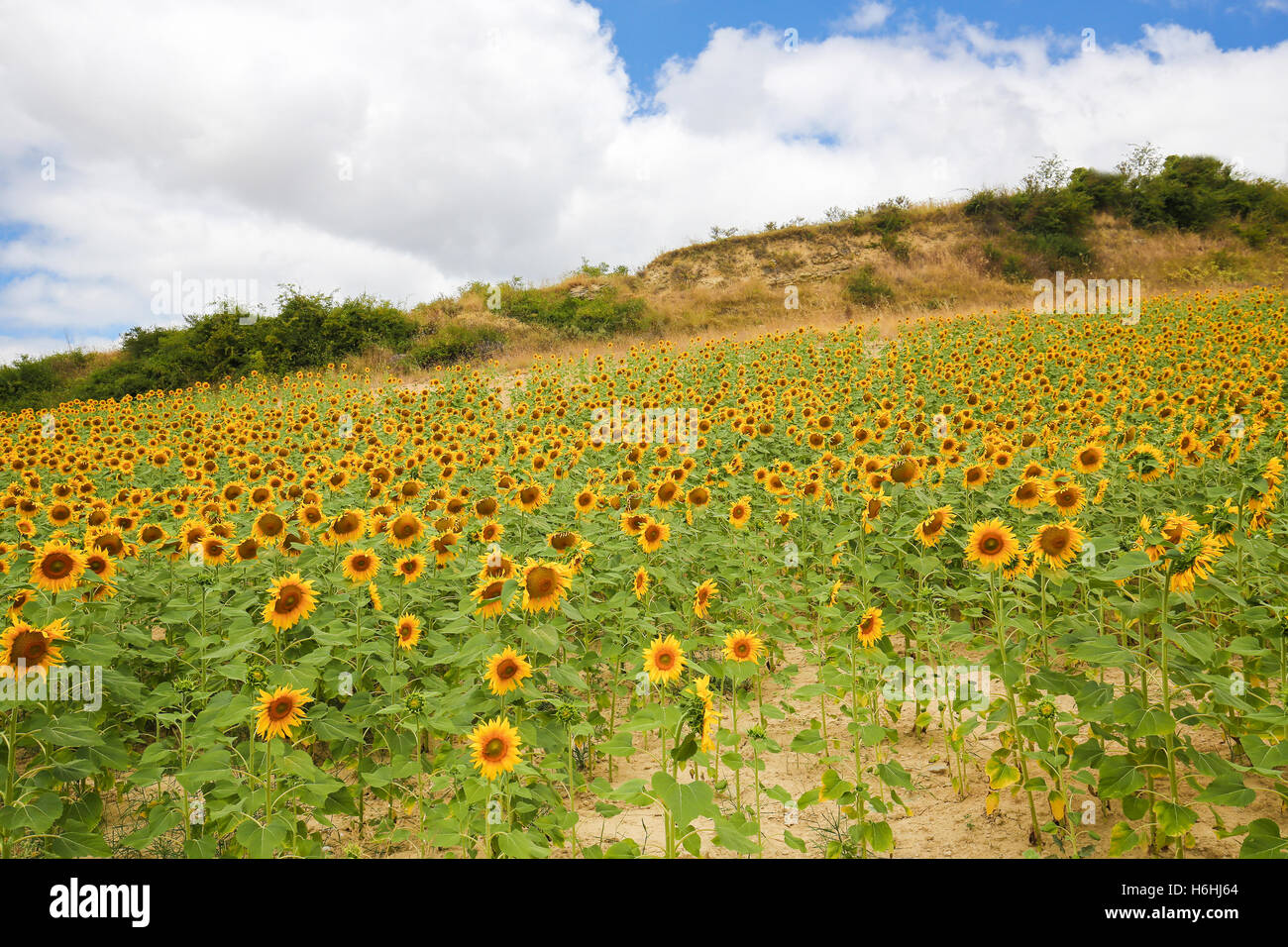 Beautiful sunflower landscape in Gesaltza Anana, Basque Region, Spain ...