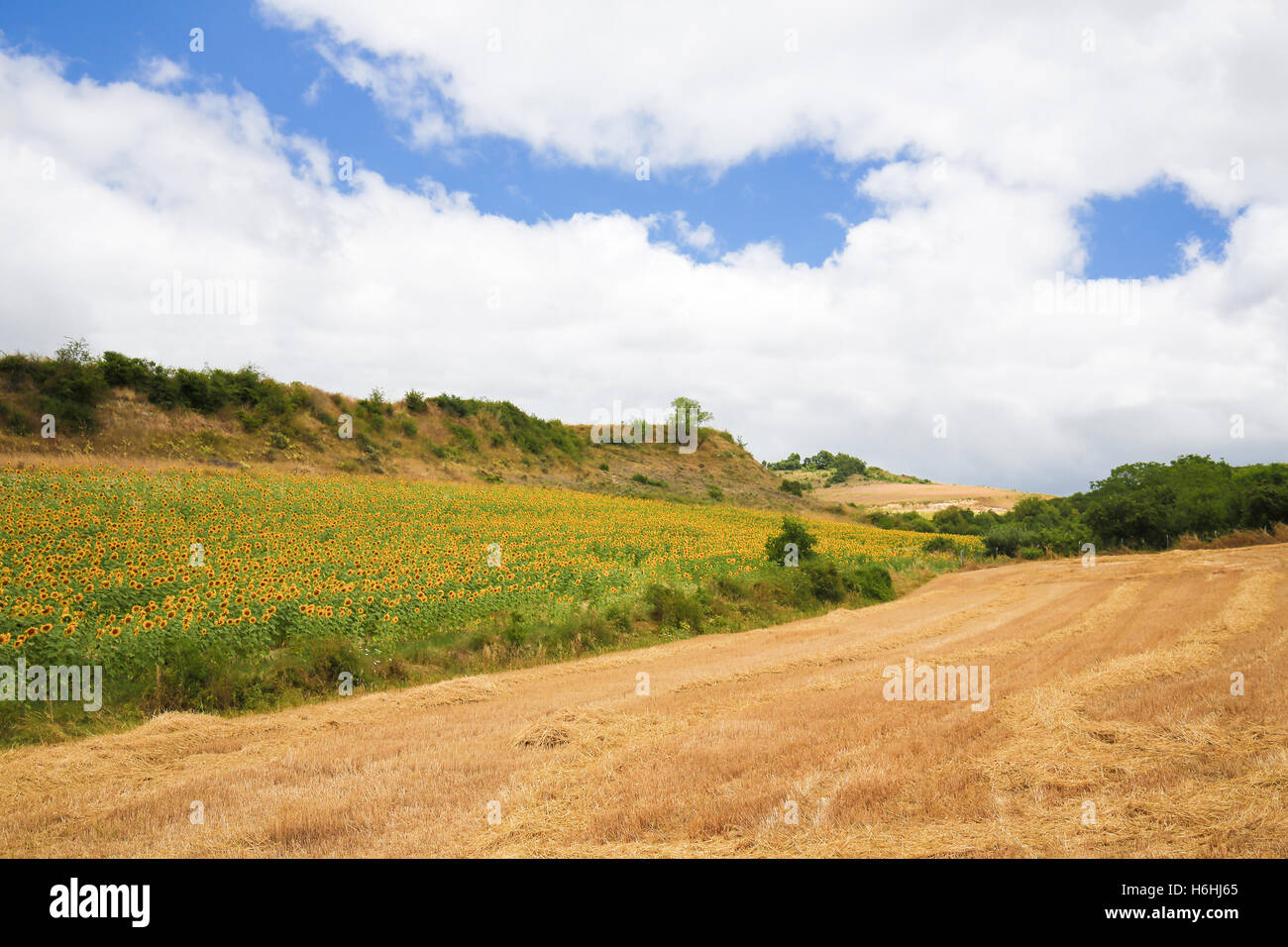 Beautiful sunflower landscape in Gesaltza Anana, Basque Region, Spain ...