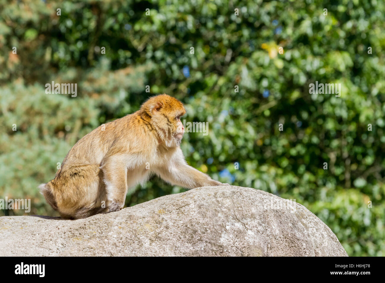 on the rocks mountain monkeys live high and dry Stock Photo - Alamy