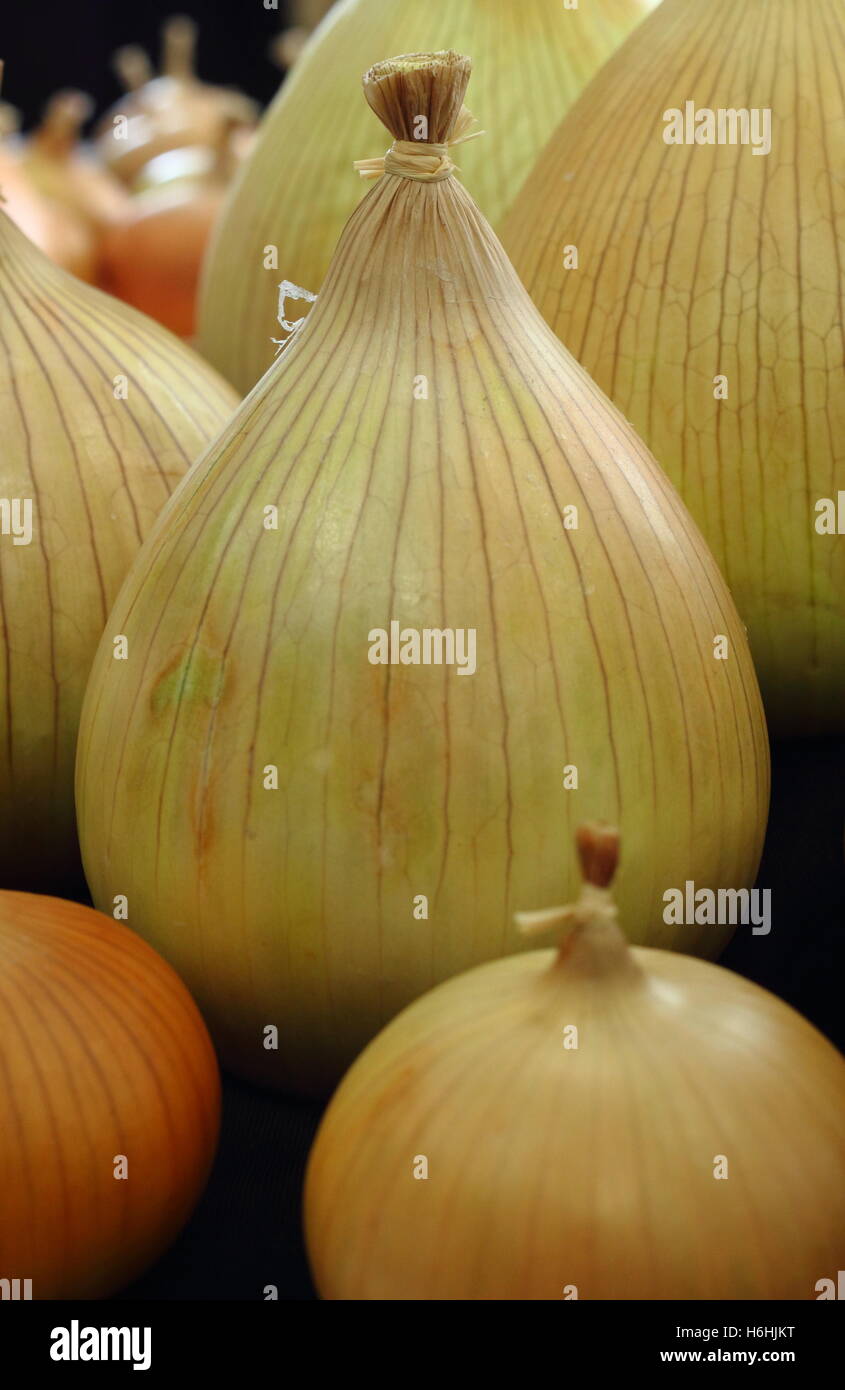 First prize winning onions on display at a National Vegetable Society ...