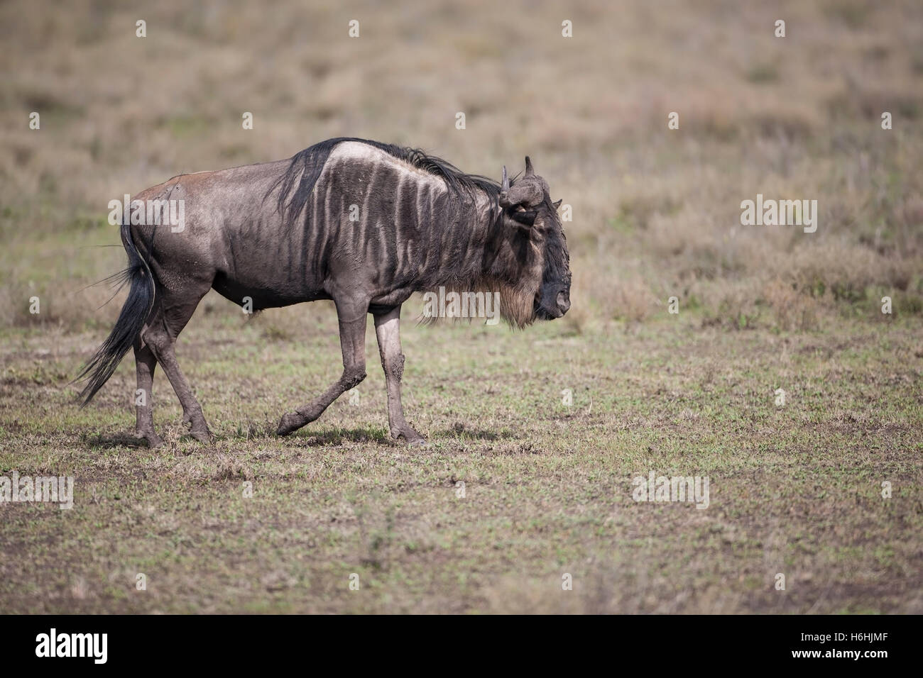 One Wildebeest Connochaetes taurinus plodding along grassy plain in ...