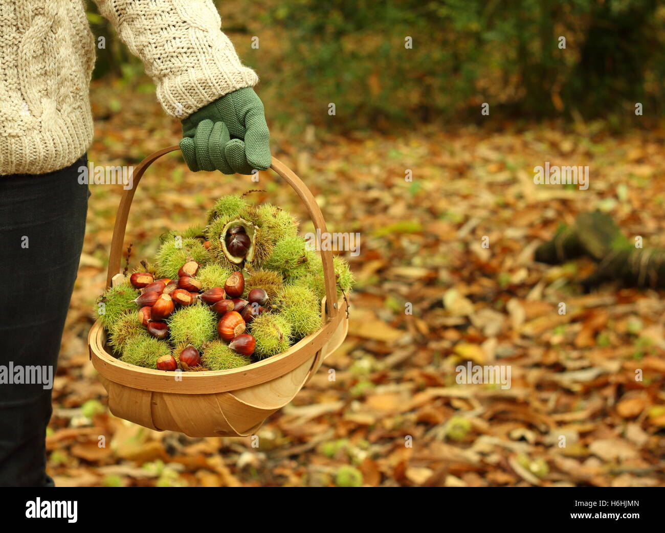 Freshly foraged sweet chestnuts (castanea sativa) are carried in a trug ...