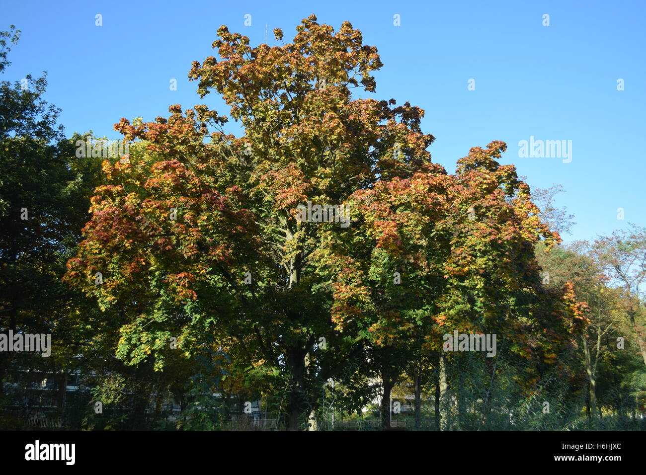 Different colors of autumn trees hi-res stock photography and images ...