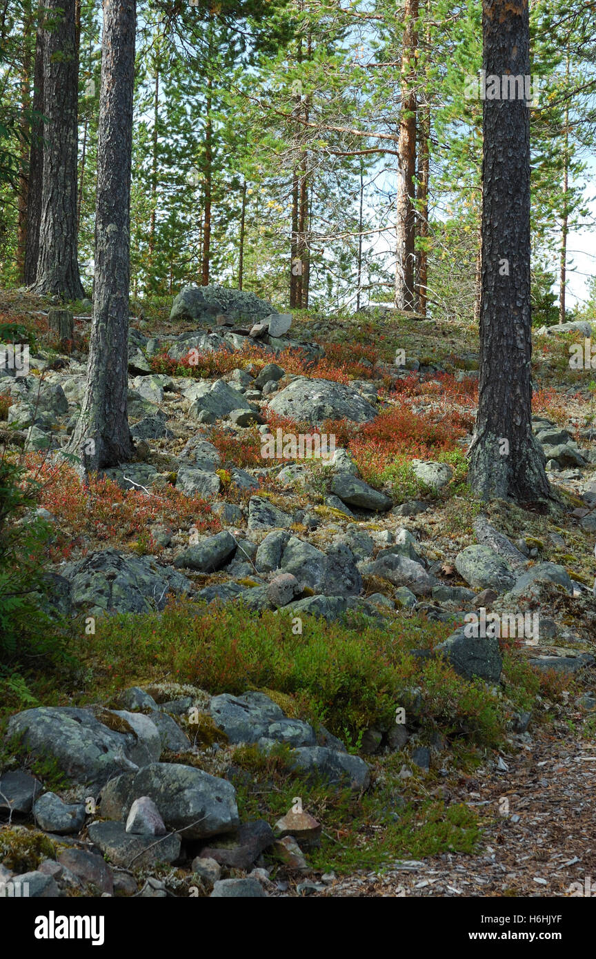 Glacial moraine boulders in forest, Levi, Finland Stock Photo - Alamy