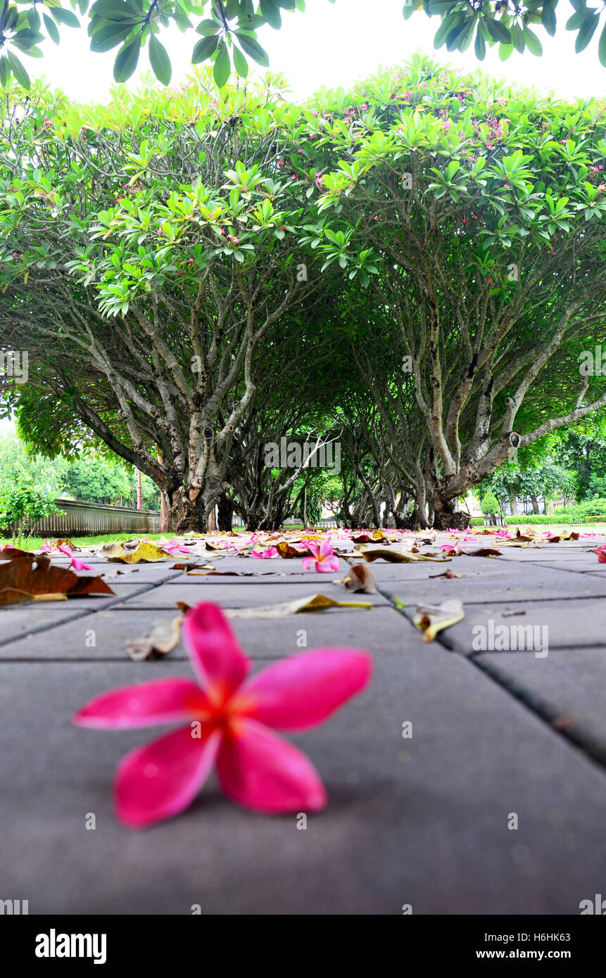 Plumeria or Templetree Flowers on floor and Frangipani trees tunnel at ...