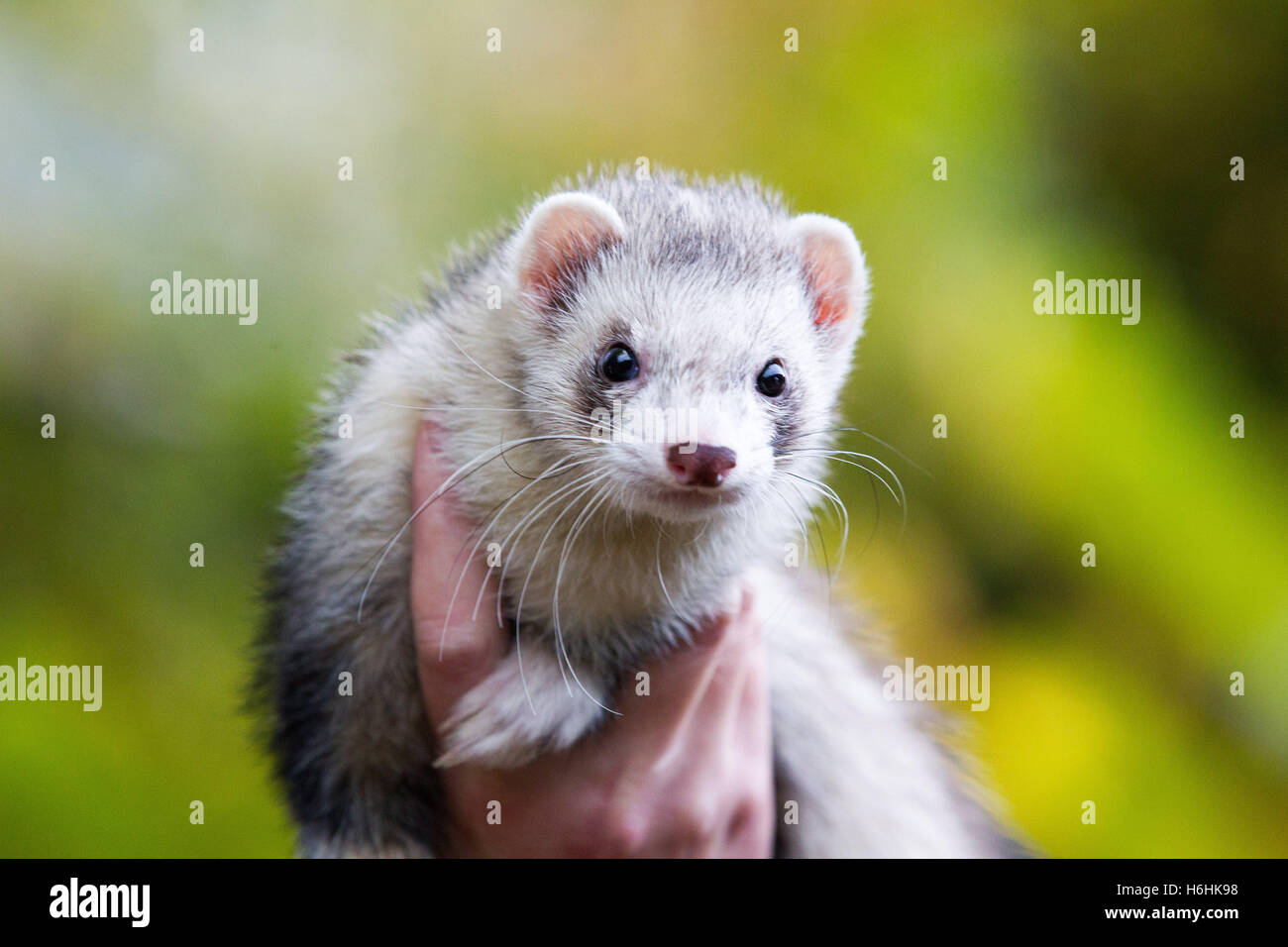 Polecat Animal High Resolution Stock Photography and Images - Alamy