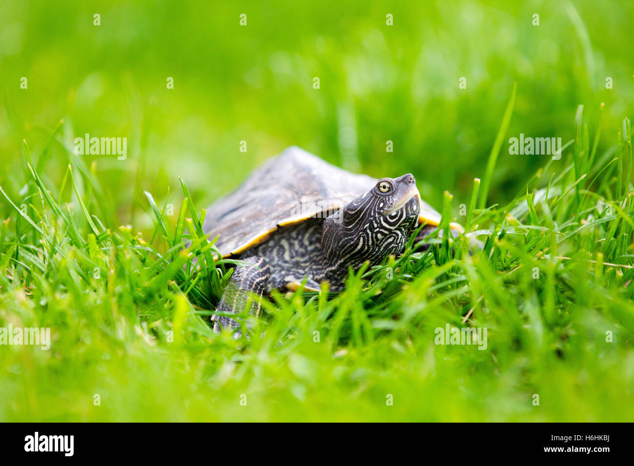Terrapin photographed through grass Stock Photo - Alamy