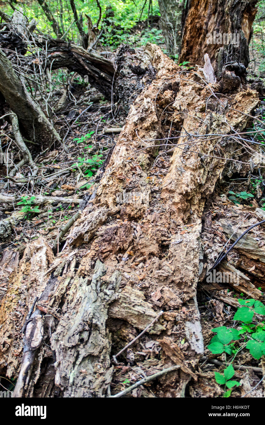 Old fallen tree that is broken down and rotting in nature Stock Photo ...