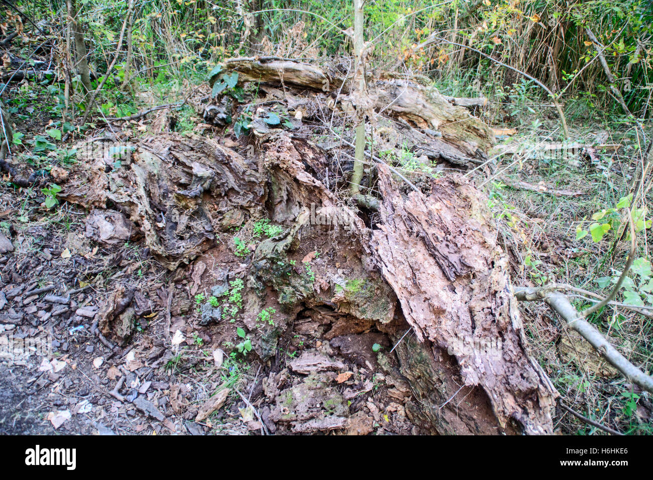 Old fallen tree that is broken down and rotting in nature Stock Photo ...