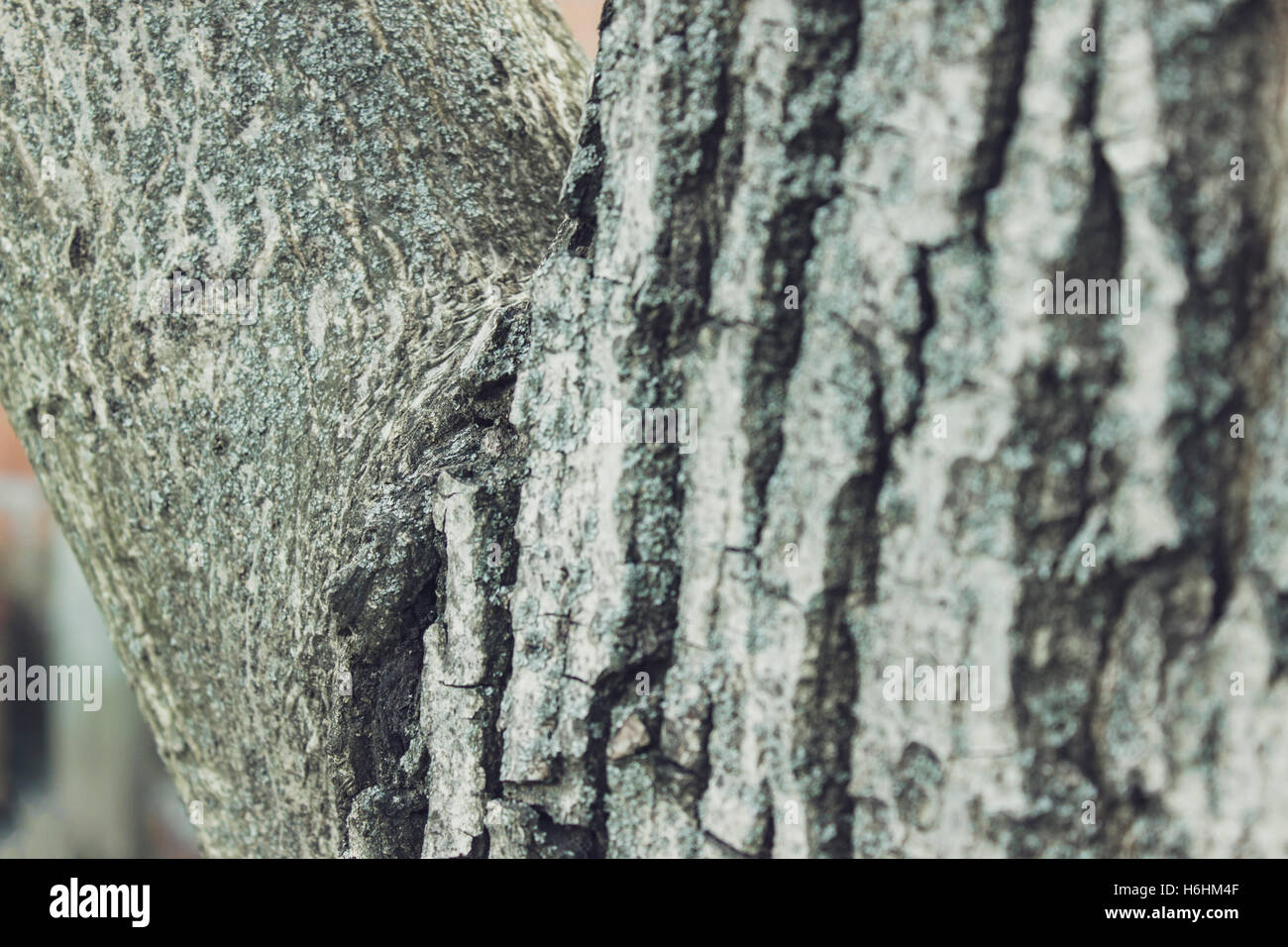 Tree bark in detail hi-res stock photography and images - Alamy