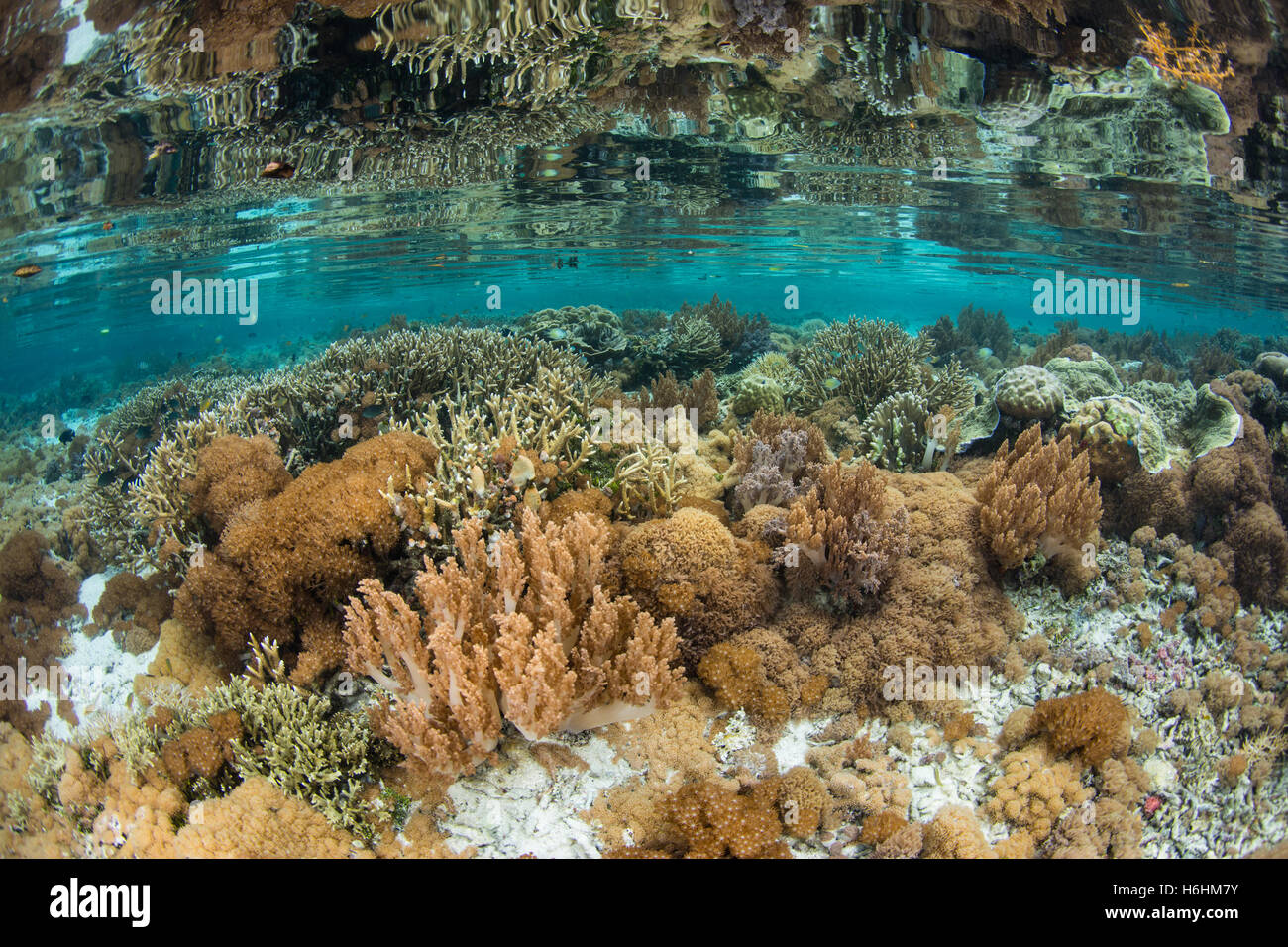 A beautiful coral reef thrives in the shallows of Raja Ampat, Indonesia ...
