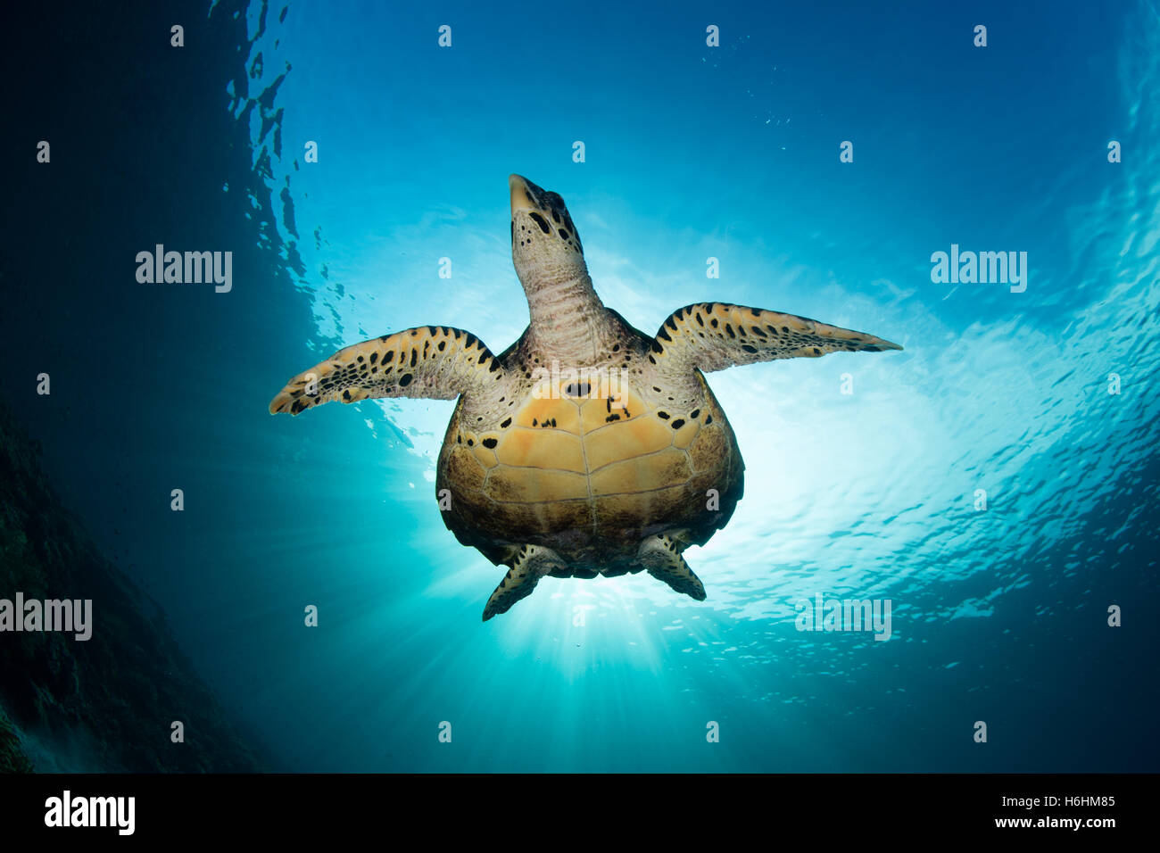 A Hawksbill sea turtle swims in clear, blue water in Raja Ampat ...