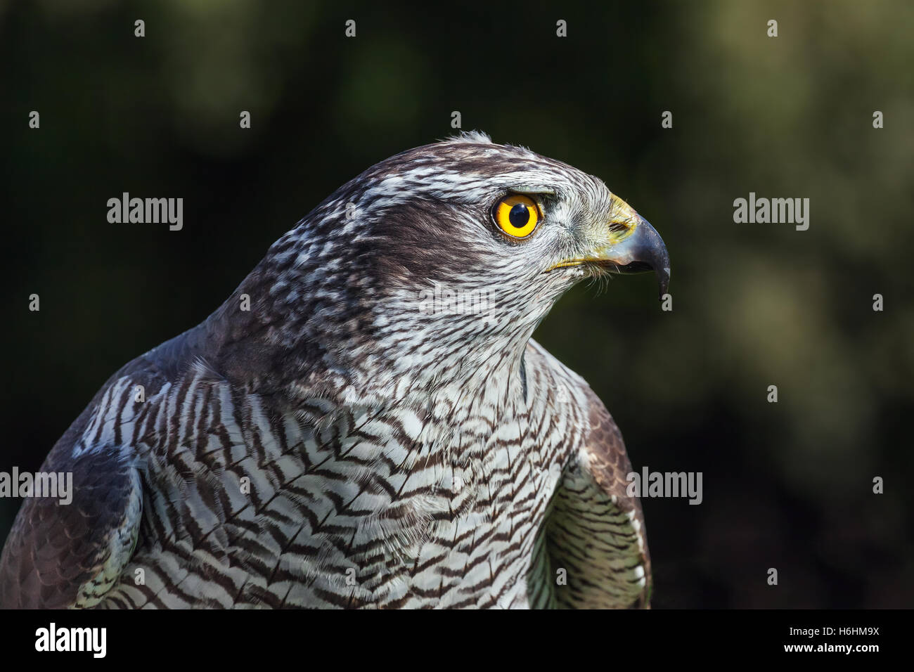 Female Goshawk close-up Stock Photo - Alamy