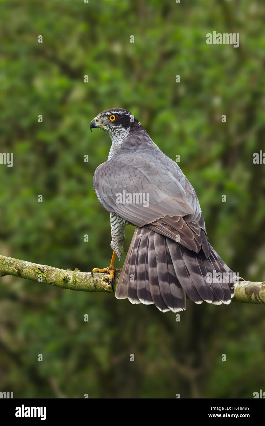 Male Goshawk on a branch Stock Photo - Alamy
