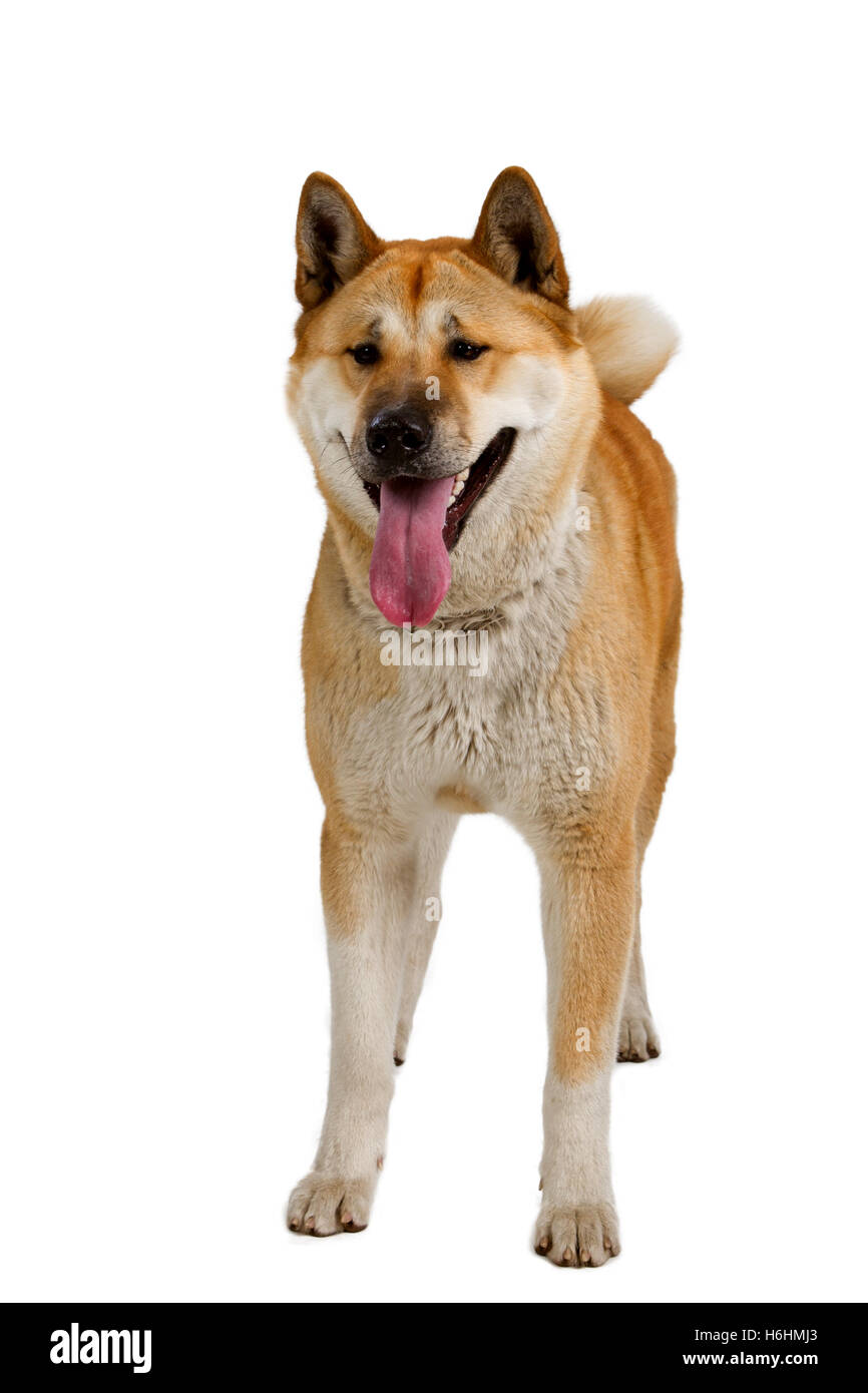 Akita head shot hi-res stock photography and images - Alamy