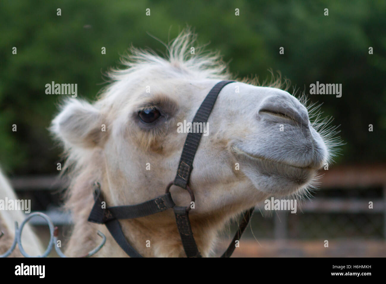 camel in zoo The camel's head in close-up. close portrait of camel in ...