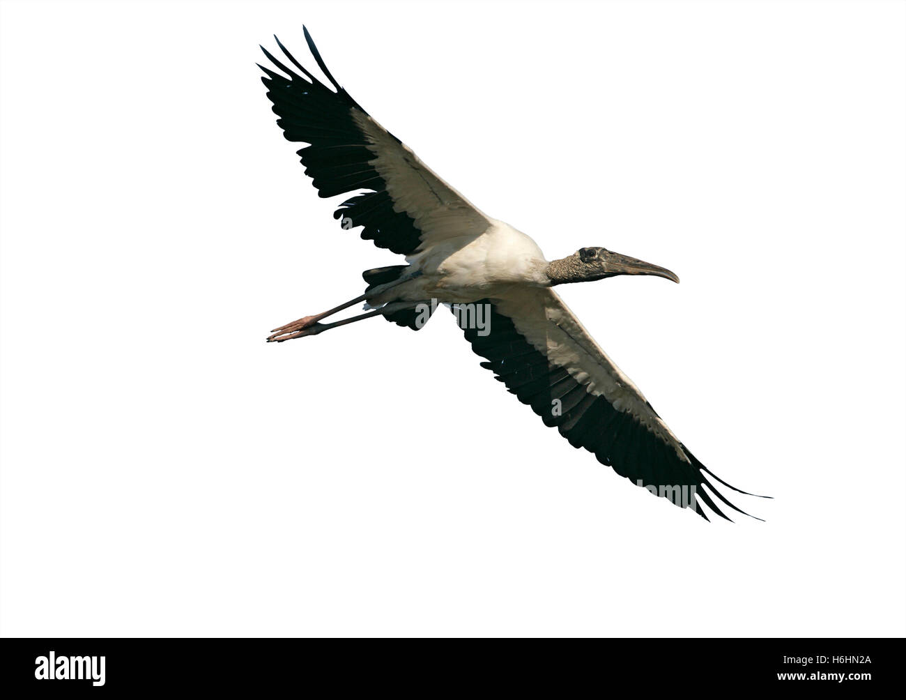 American stork Cut Out Stock Images & Pictures - Alamy