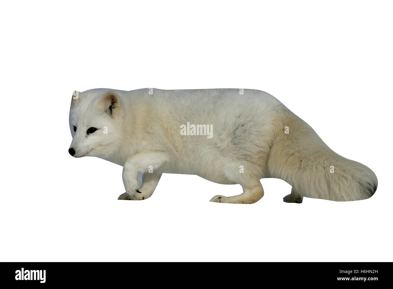 Arctic fox Cut Out Stock Images & Pictures - Alamy