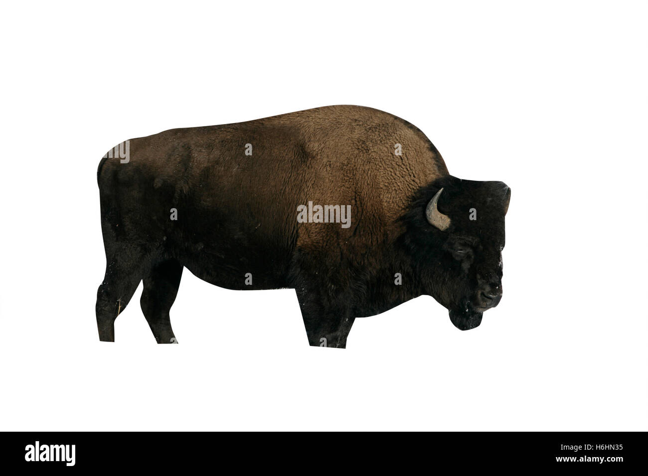 Bison, Bison bison, single mammal in Yellowstone, USA Stock Photo - Alamy