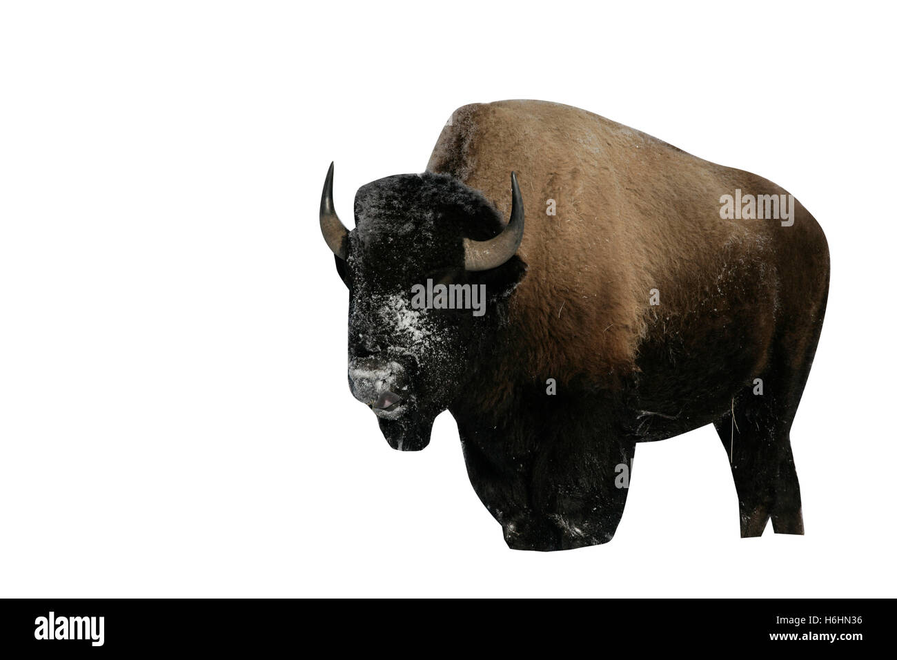 Bison, Bison bison, single mammal in Yellowstone, USA Stock Photo - Alamy