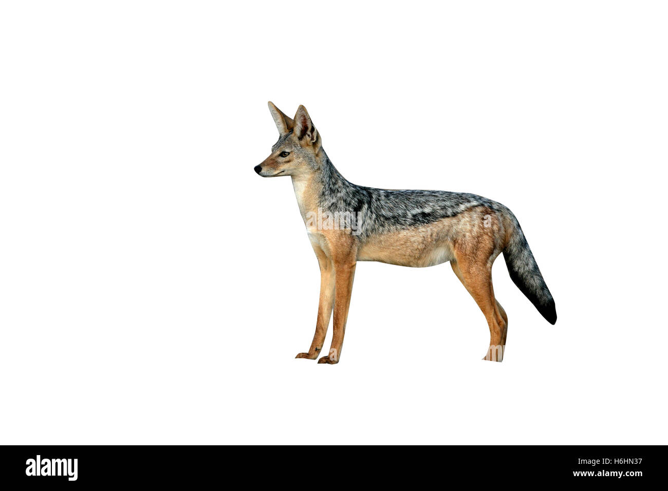 Black-backed jackal, Canis mesomelas, single mammal on floor, Tanzania Stock Photo - Alamy