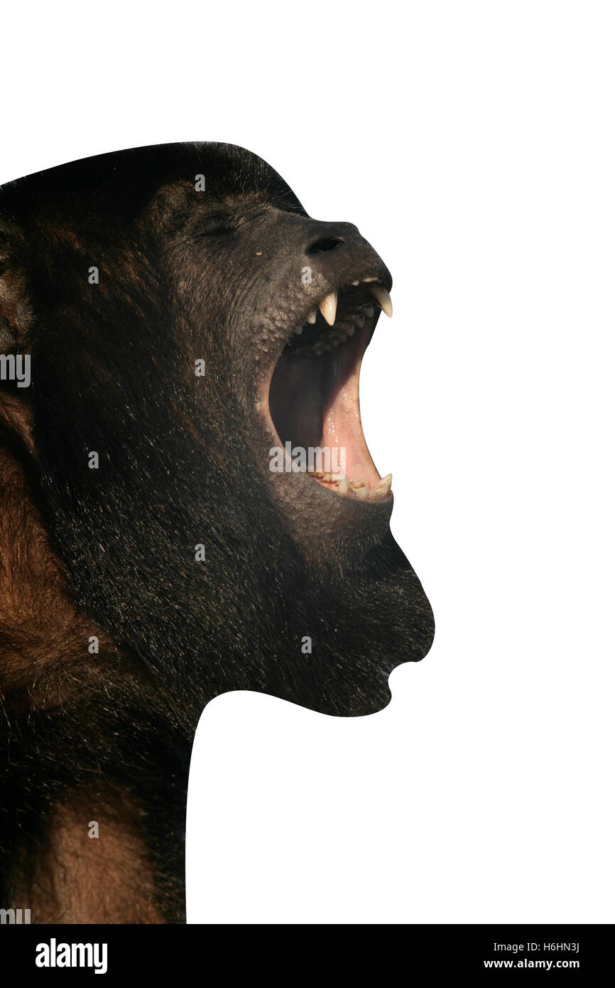 Black-howler monkey, Alouatta caraya, single male howling, Brazil Stock ...