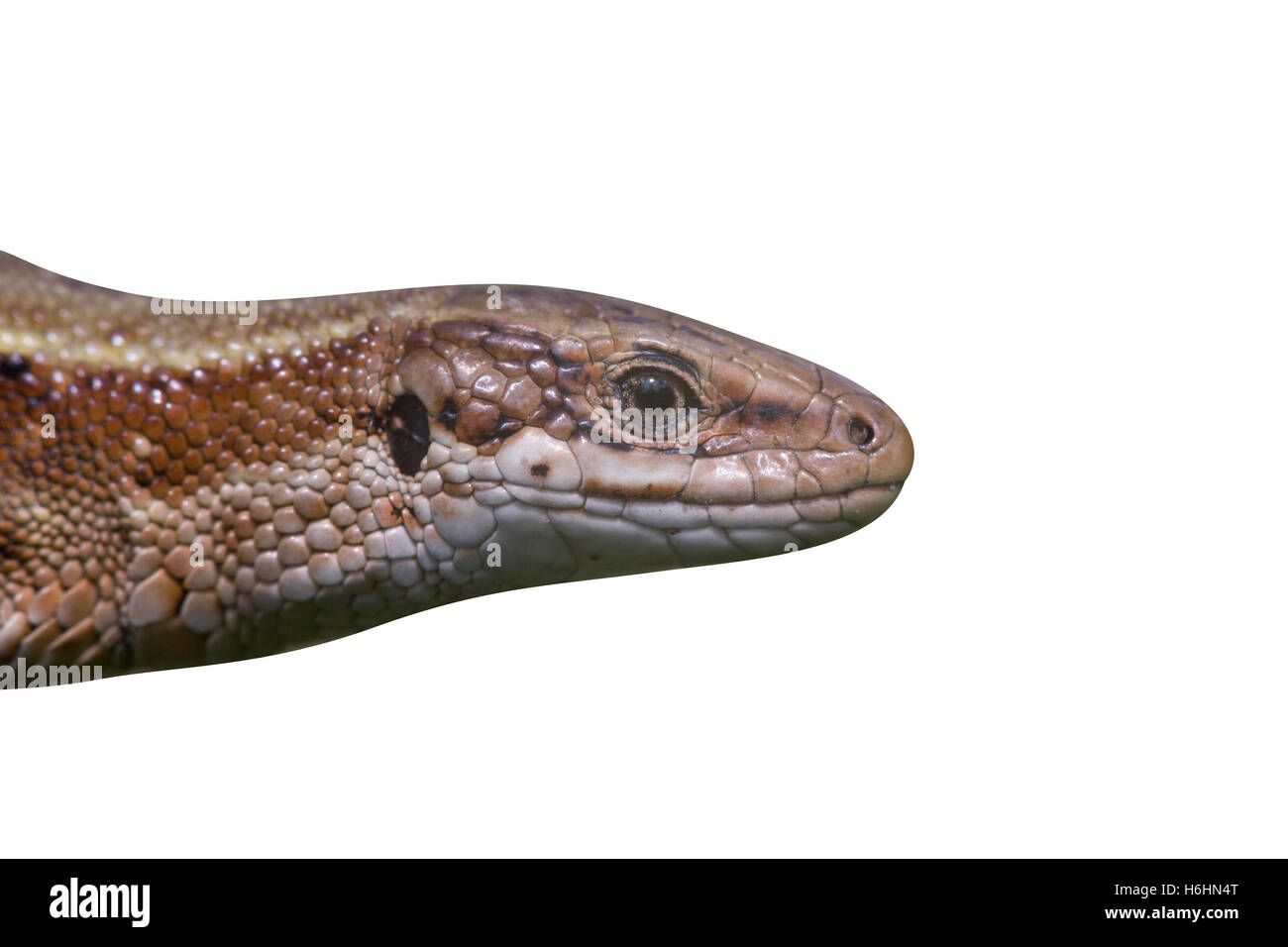 Common Lizard, Lacerta vivipara, single animal in Dorset Stock Photo ...