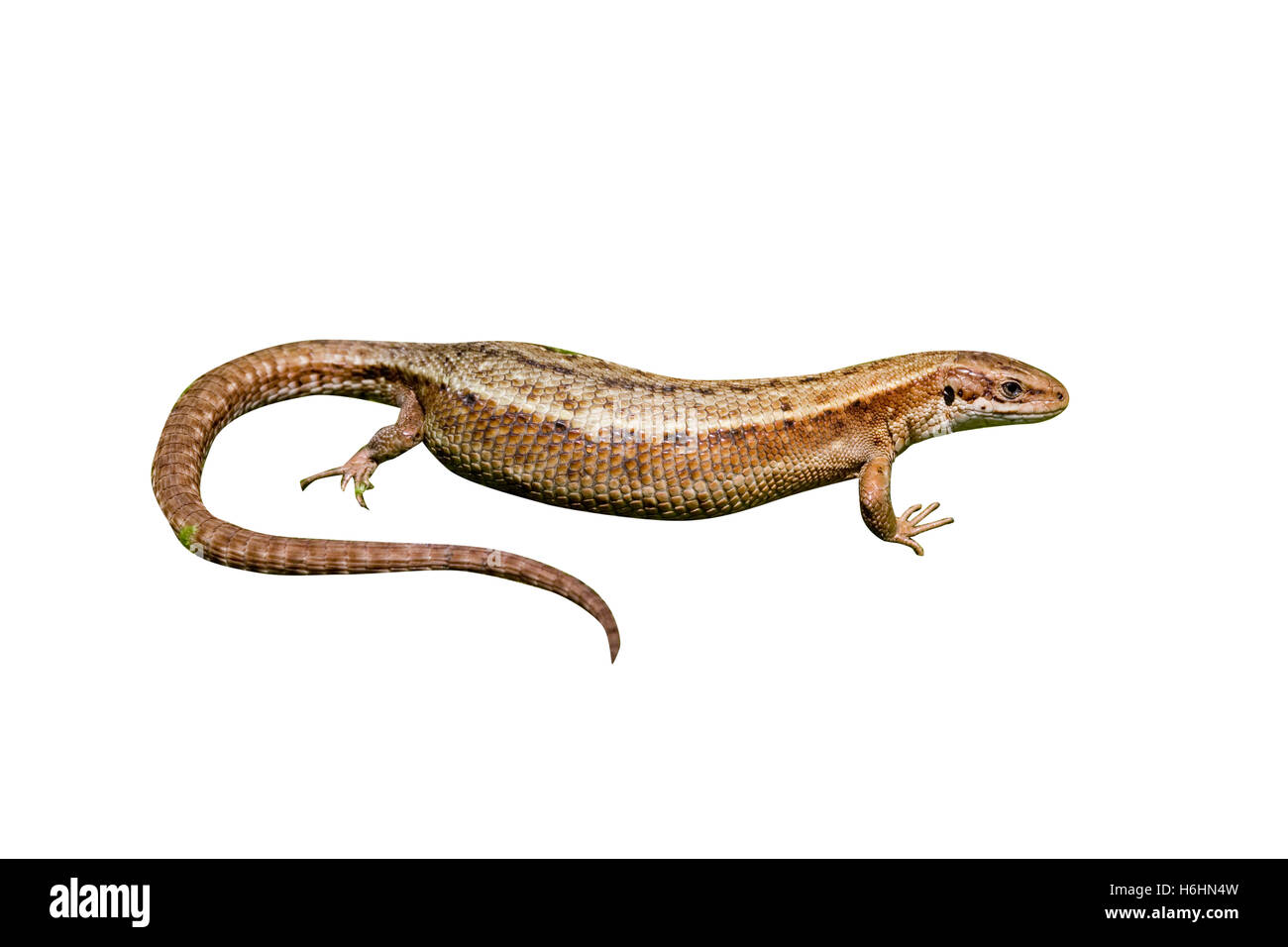 Common Lizard, Lacerta vivipara, single animal in Dorset Stock Photo ...
