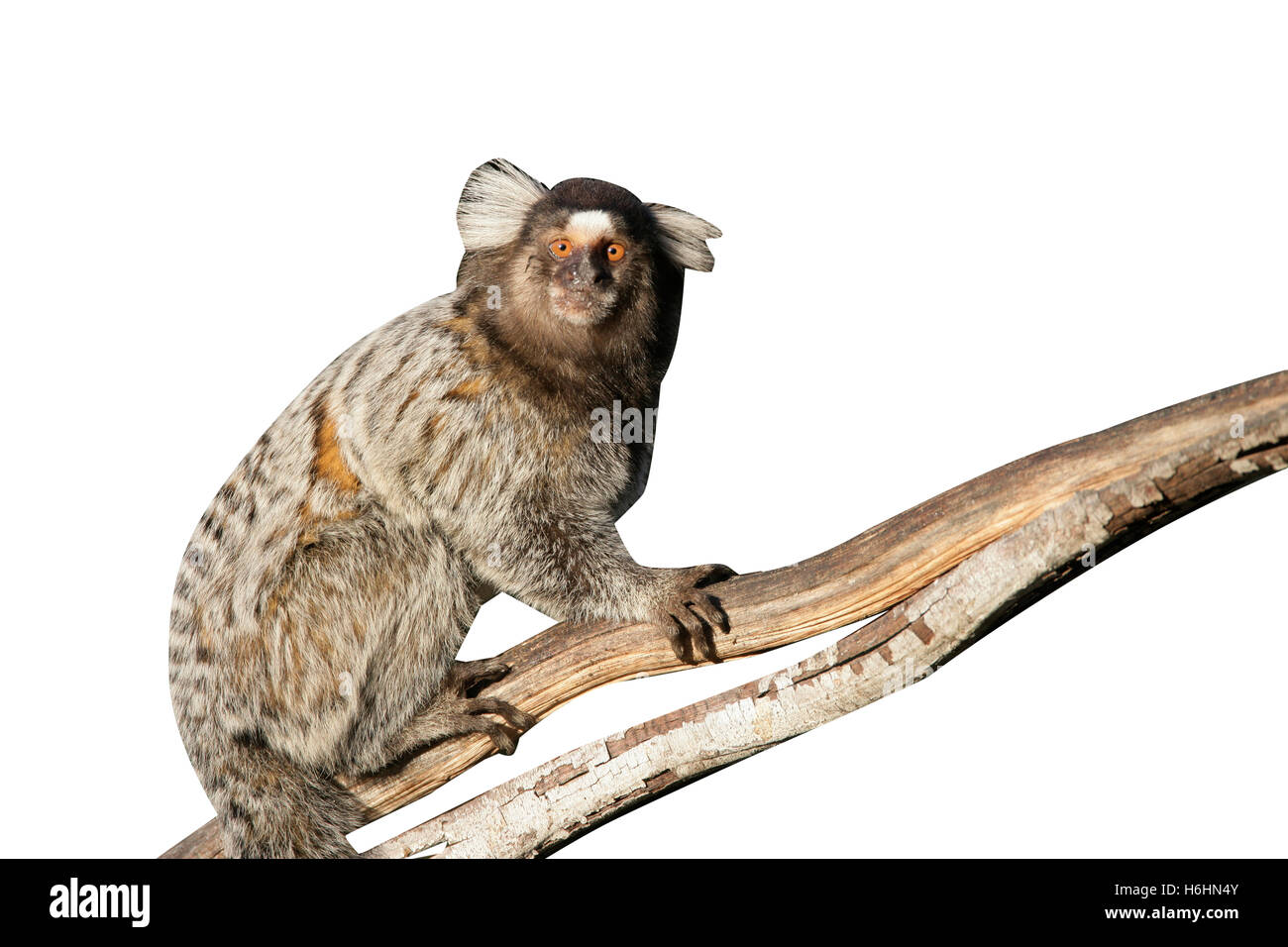 Common marmoset, Callithrix jacchus, single mammal on branch, Brazil ...